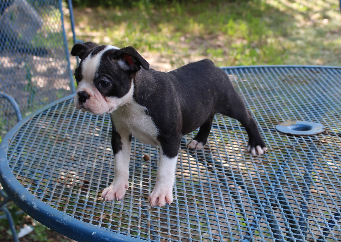 Frenchton and French Bulldog Puppies for Sale - Highnote Alabama