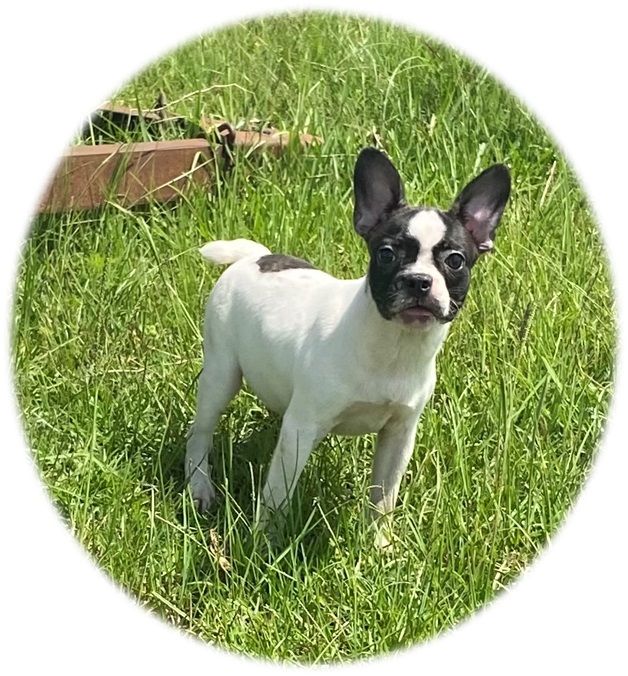 Frenchton and French Bulldog Puppies for Sale - Highnote Alabama