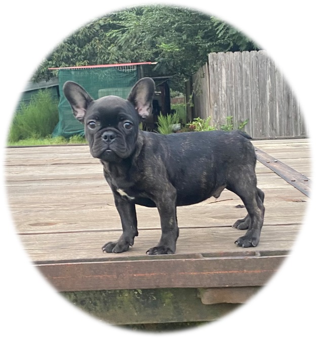 Frenchton and French Bulldog Puppies for Sale - Highnote Alabama
