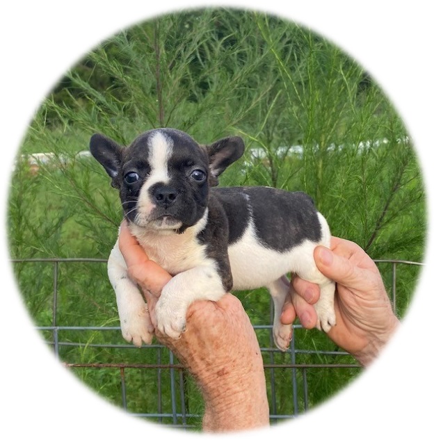Frenchton and French Bulldog Puppies for Sale - Highnote Alabama
