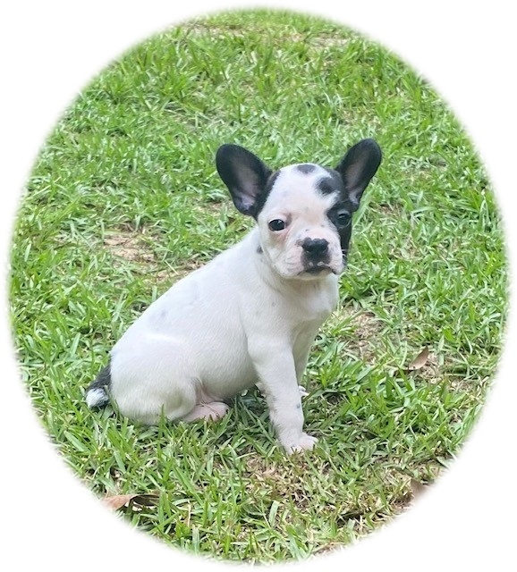 Frenchton and French Bulldog Puppies for Sale - Highnote Alabama