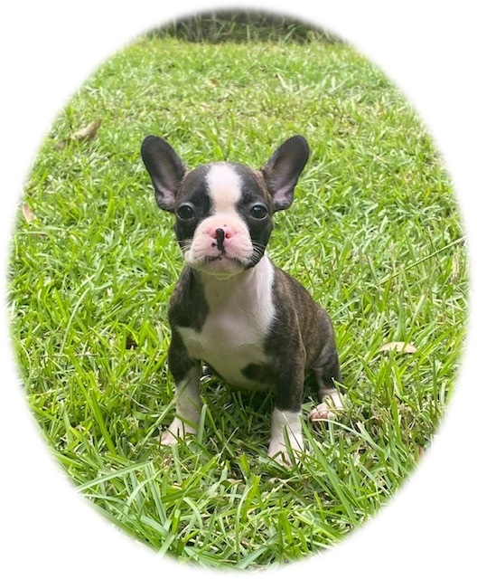 Frenchton and French Bulldog Puppies for Sale - Highnote Alabama