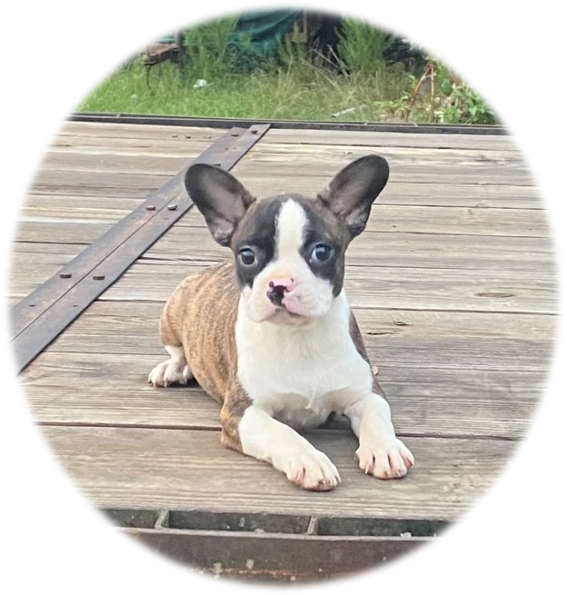 Frenchton and French Bulldog Puppies for Sale - Highnote Alabama