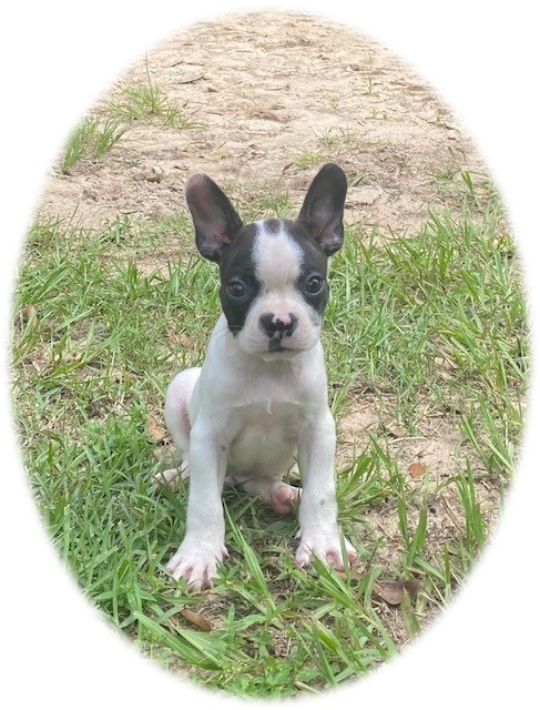 Frenchton and French Bulldog Puppies for Sale - Highnote Alabama