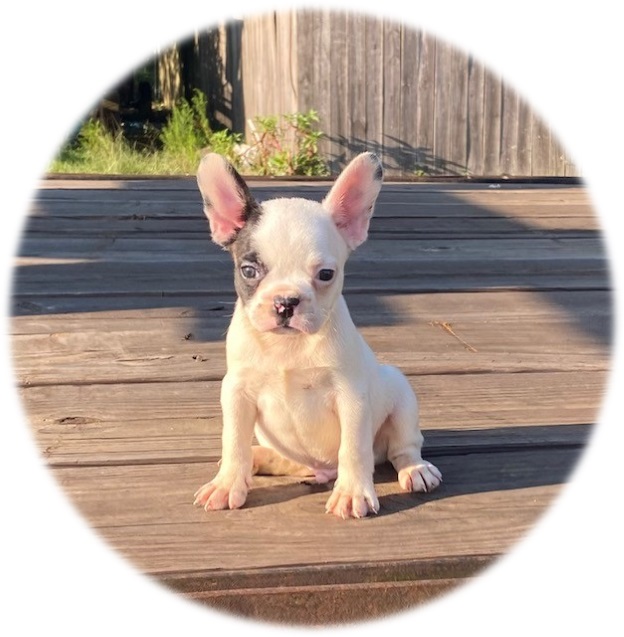 Frenchton and French Bulldog Puppies for Sale - Highnote Alabama