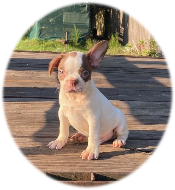 Frenchton and French Bulldog Puppies for Sale - Highnote Alabama