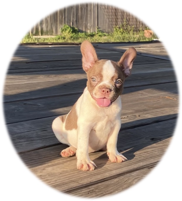Frenchton and French Bulldog Puppies for Sale - Highnote Alabama