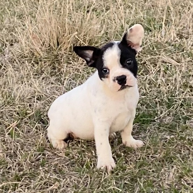 Frenchton and French Bulldog Puppies for Sale - Highnote Alabama