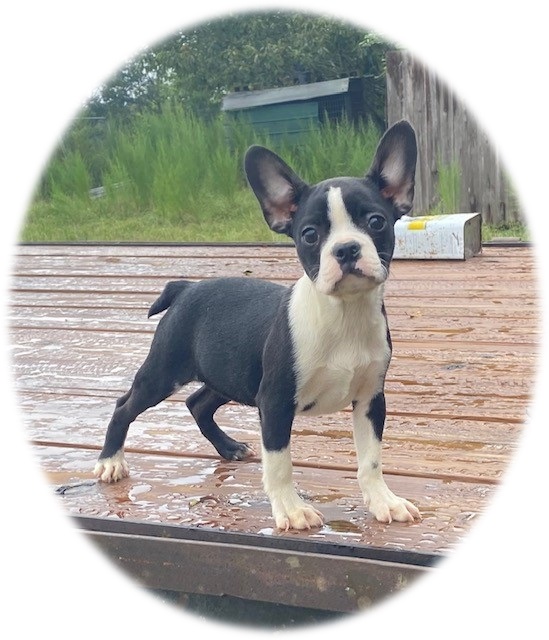 Frenchton and French Bulldog Puppies for Sale - Highnote Alabama