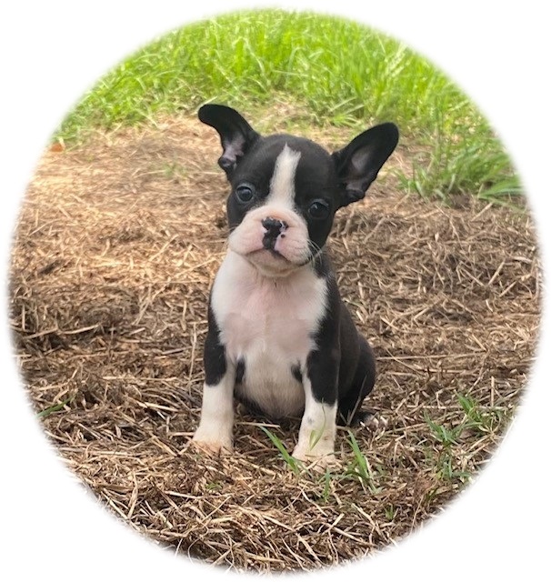 Frenchton and French Bulldog Puppies for Sale - Highnote Alabama