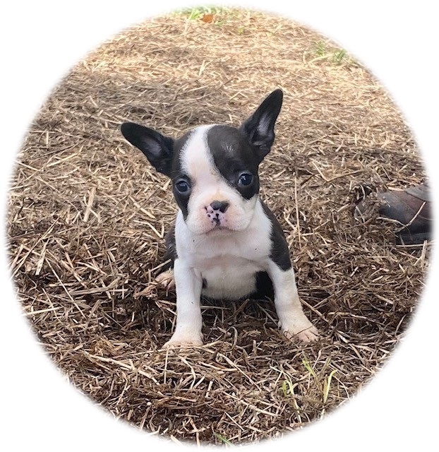 Frenchton and French Bulldog Puppies for Sale - Highnote Alabama