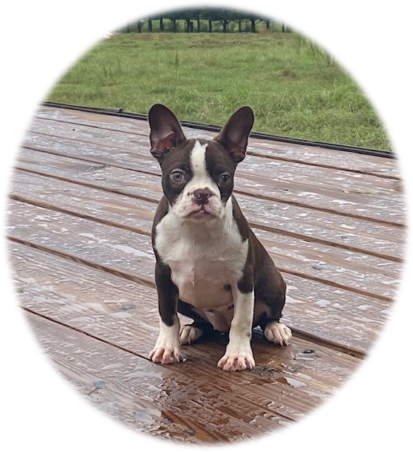 Frenchton and French Bulldog Puppies for Sale - Highnote Alabama