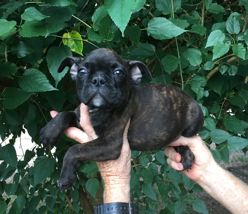 Frenchton and French Bulldog Puppies for Sale - Highnote Alabama
