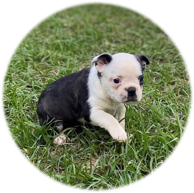 Frenchton and French Bulldog Puppies for Sale - Highnote Alabama