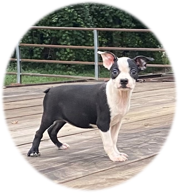 Frenchton and French Bulldog Puppies for Sale - Highnote Alabama