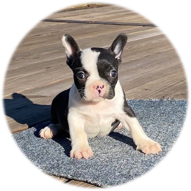 Frenchton and French Bulldog Puppies for Sale - Highnote Alabama