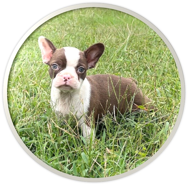 Frenchton and French Bulldog Puppies for Sale - Highnote Alabama