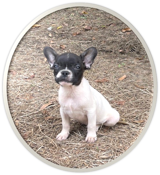 Frenchton and French Bulldog Puppies for Sale - Highnote Alabama