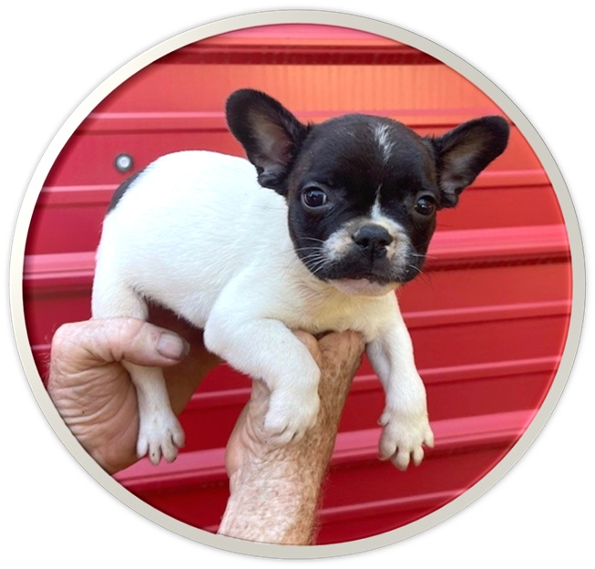 Frenchton and French Bulldog Puppies for Sale - Highnote Alabama