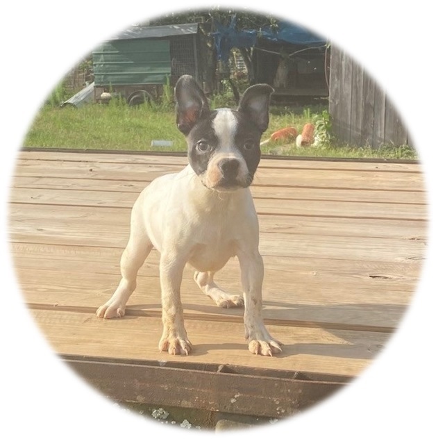 Frenchton and French Bulldog Puppies for Sale - Highnote Alabama