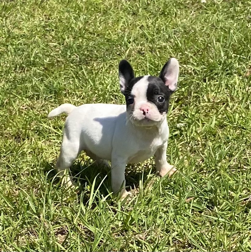 Frenchton and French Bulldog Puppies for Sale - Highnote Alabama