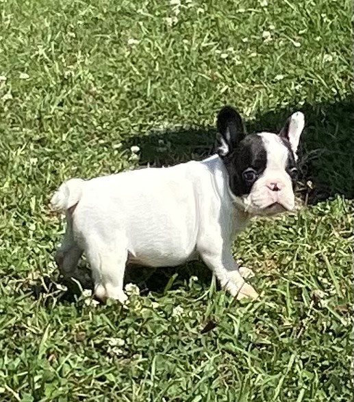 Frenchton and French Bulldog Puppies for Sale - Highnote Alabama
