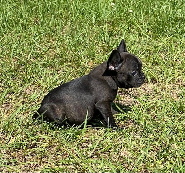 Frenchton and French Bulldog Puppies for Sale - Highnote Alabama