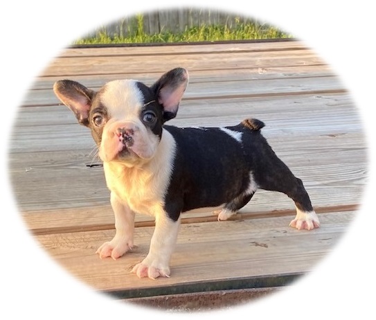 Frenchton and French Bulldog Puppies for Sale - Highnote Alabama