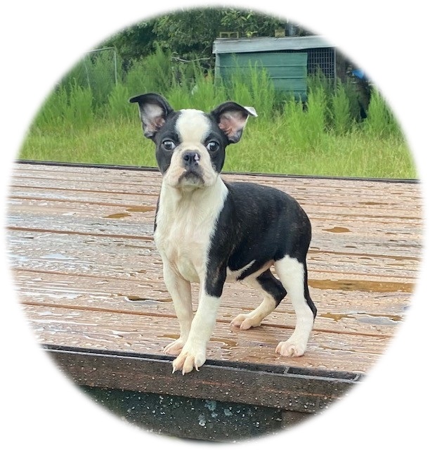 Frenchton and French Bulldog Puppies for Sale - Highnote Alabama