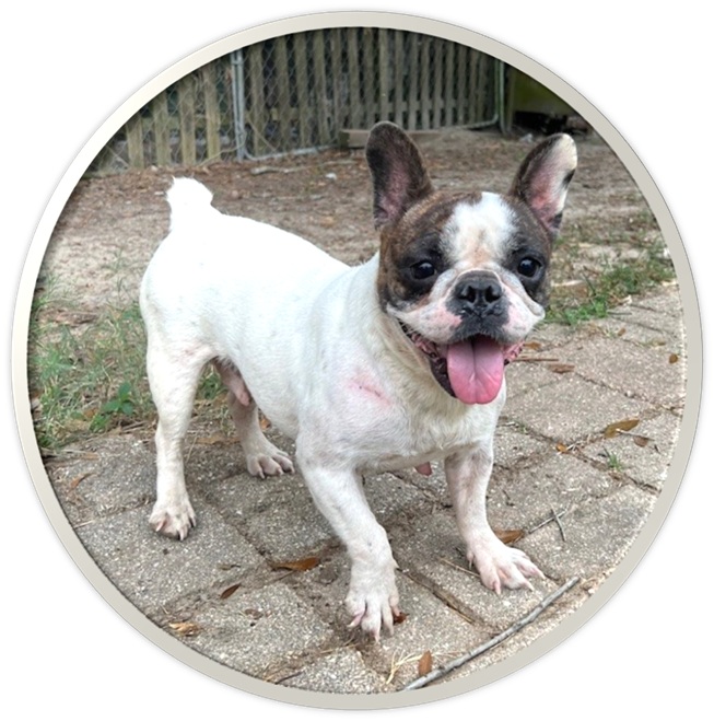 Frenchton and French Bulldog Puppies for Sale - Highnote Alabama