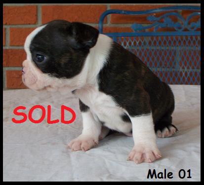 Frenchton and French Bulldog Puppies for Sale - Highnote Alabama