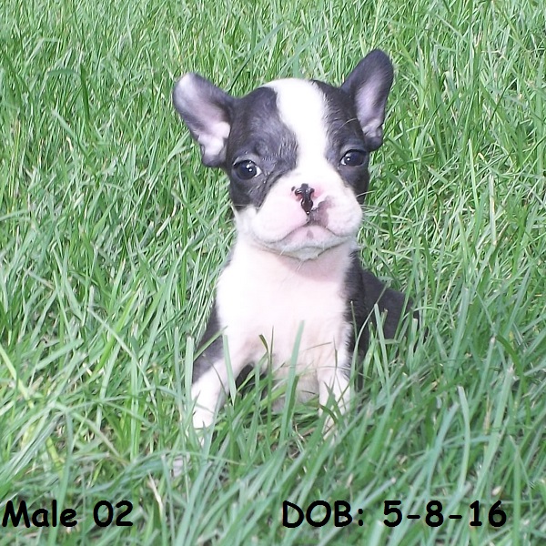 Frenchton and French Bulldog Puppies for Sale - Highnote Alabama
