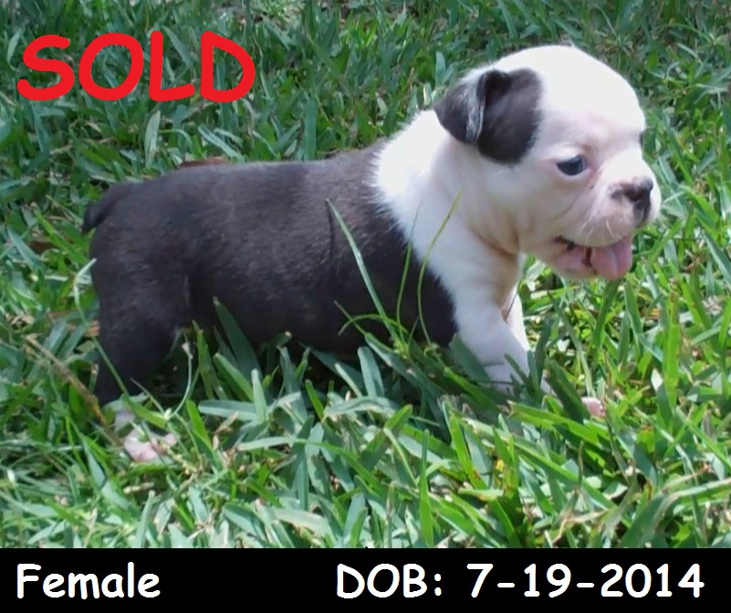 Frenchton and French Bulldog Puppies for Sale - Highnote Alabama