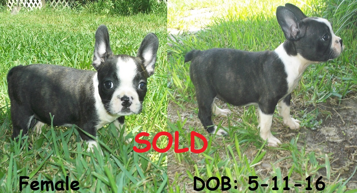 Frenchton and French Bulldog Puppies for Sale - Highnote Alabama