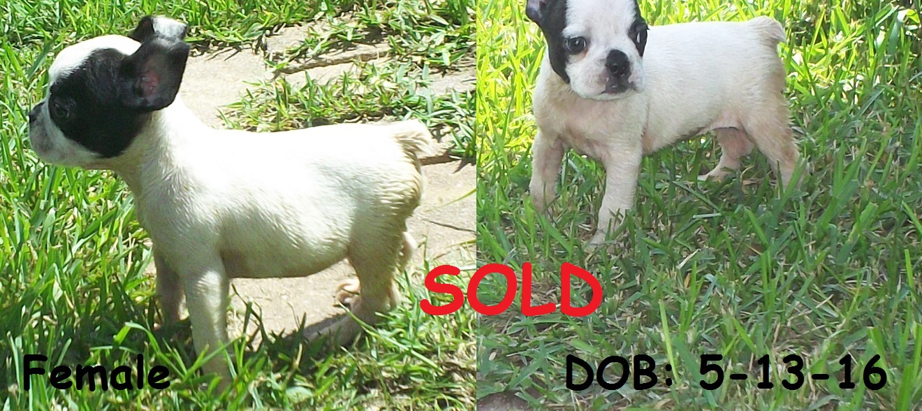 Frenchton and French Bulldog Puppies for Sale - Highnote Alabama