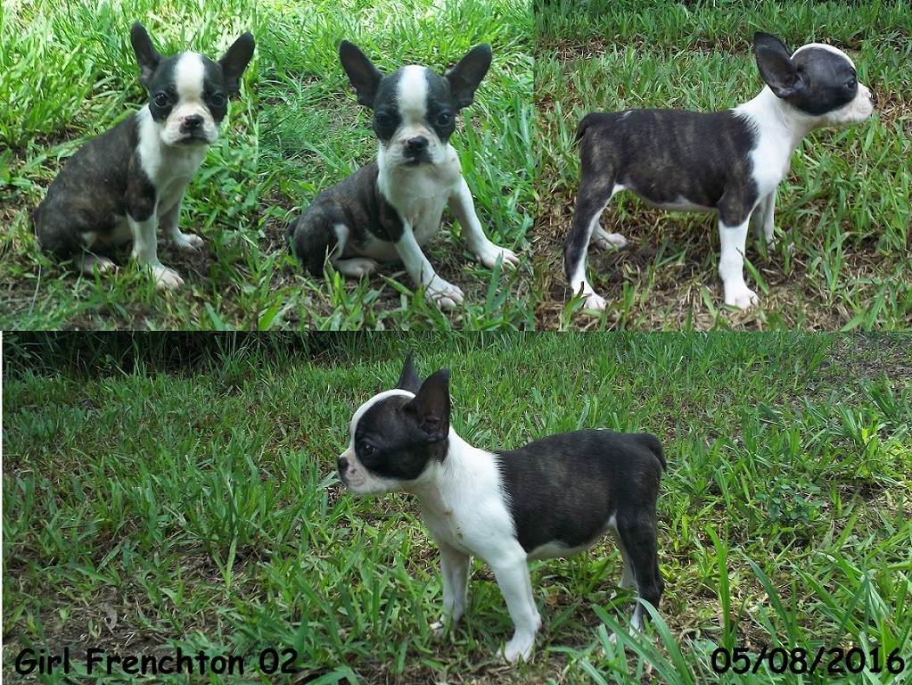 Frenchton and French Bulldog Puppies for Sale - Highnote Alabama