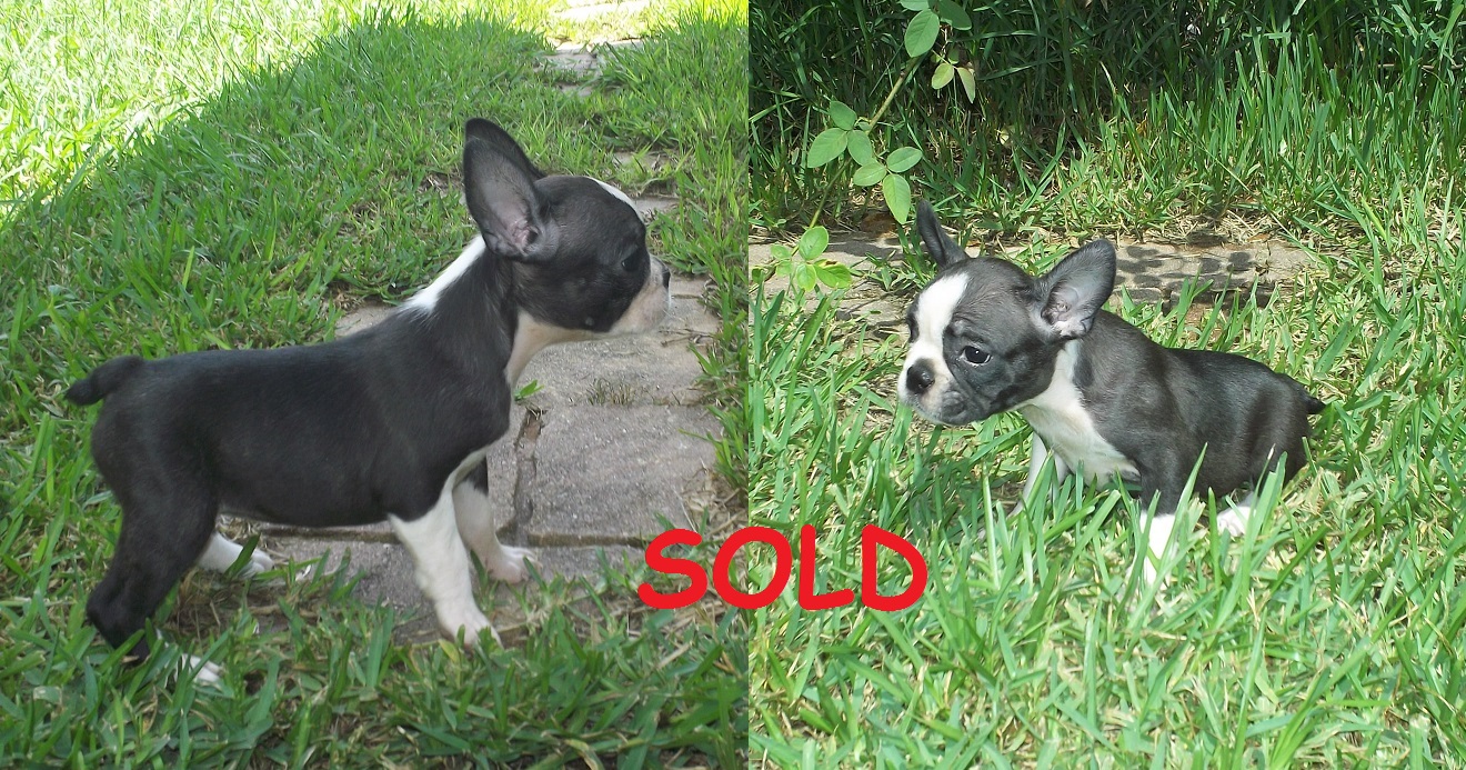 Frenchton and French Bulldog Puppies for Sale - Highnote Alabama