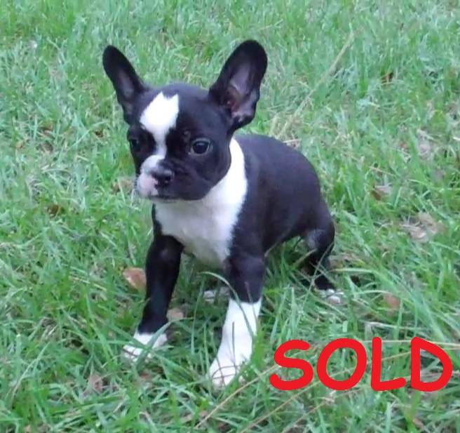 Frenchton and French Bulldog Puppies for Sale - Highnote Alabama