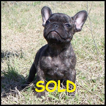 Frenchton and French Bulldog Puppies for Sale - Highnote Alabama