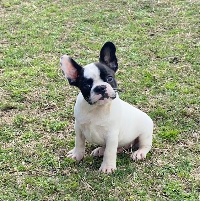 Frenchton and French Bulldog Puppies for Sale - Highnote Alabama
