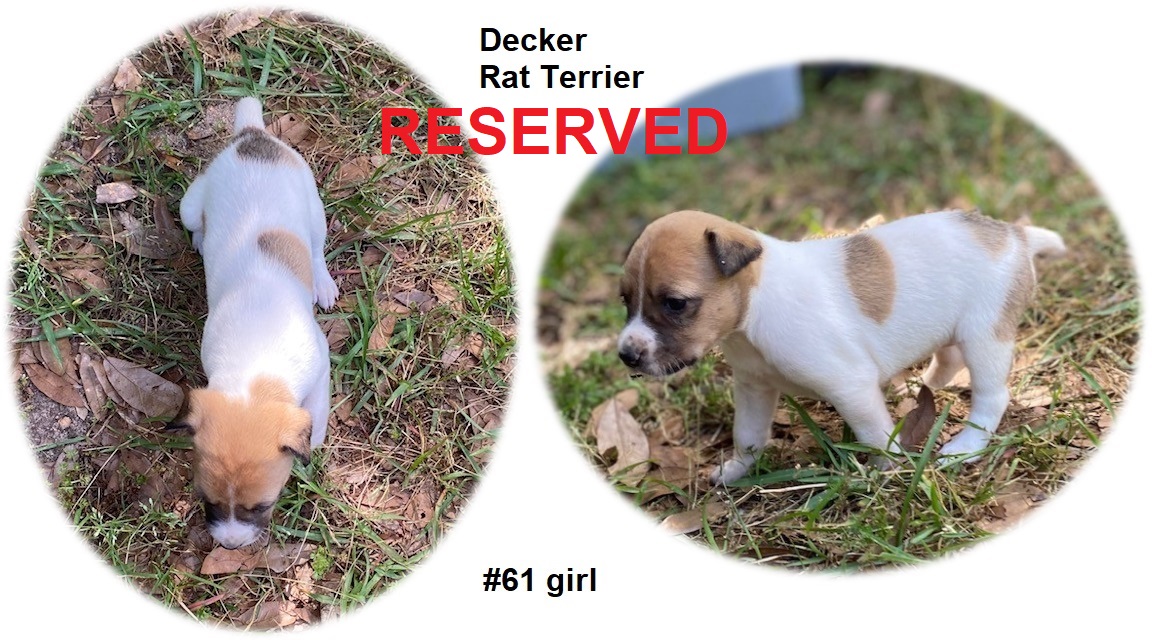AKC Decker Line Rat Terrier Puppies For Sale, Highnote, AL