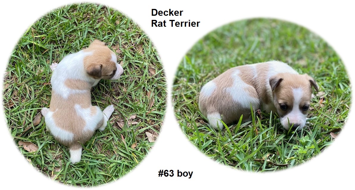 AKC Decker Line Rat Terrier Puppies For Sale, Highnote, AL