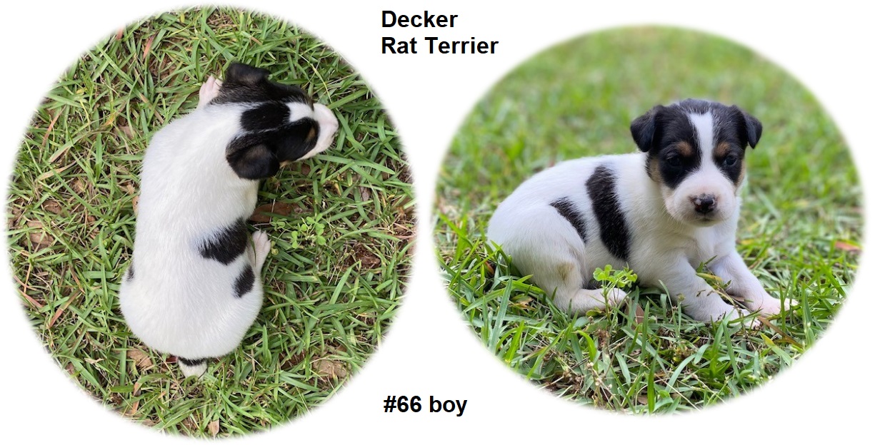 AKC Decker Line Rat Terrier Puppies For Sale, Highnote, AL
