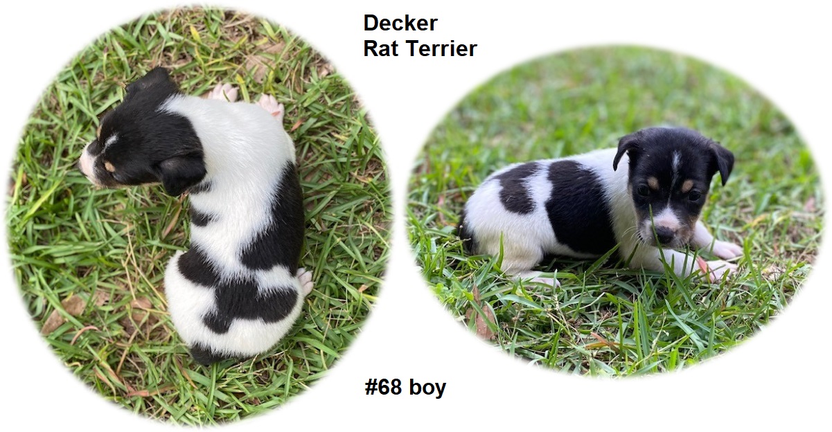AKC Decker Line Rat Terrier Puppies For Sale, Highnote, AL