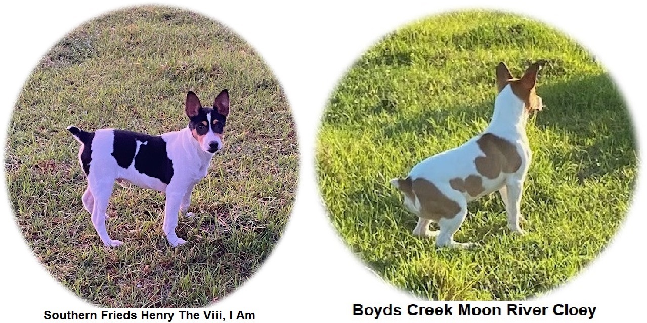 AKC Decker Line Rat Terrier Puppies For Sale, Highnote, AL